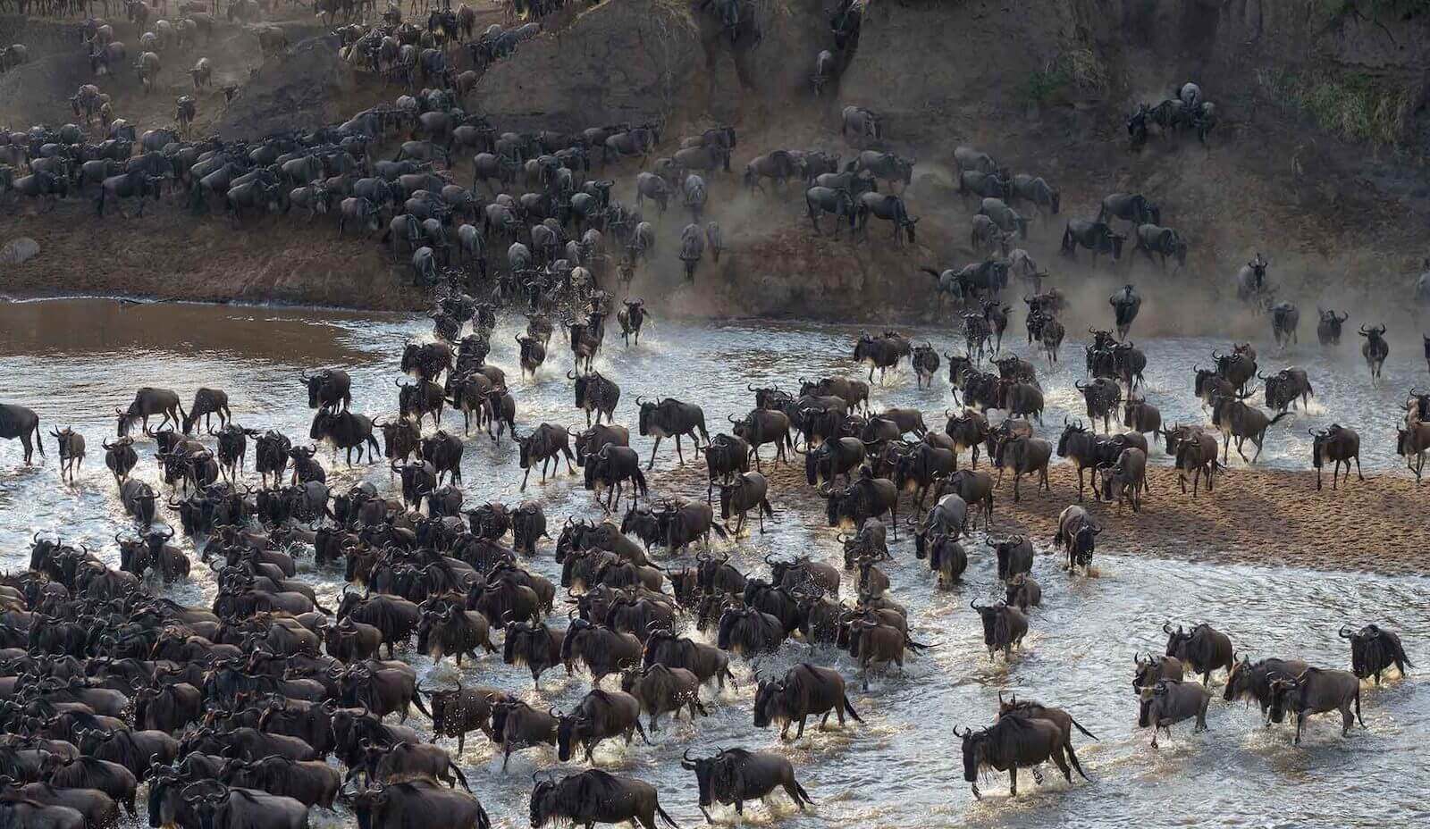 7 Days Serengeti Migration Safari (Crossing River Serengeti Migration ...